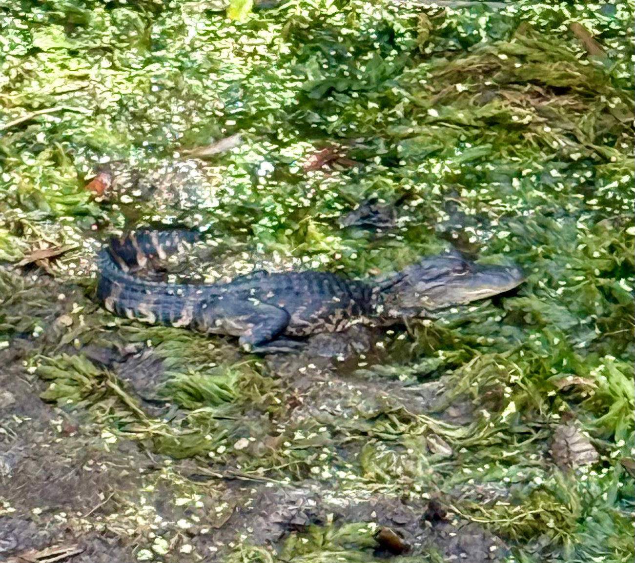 Info on Alligator Energy: What Gators Teach Us About Patience and ...